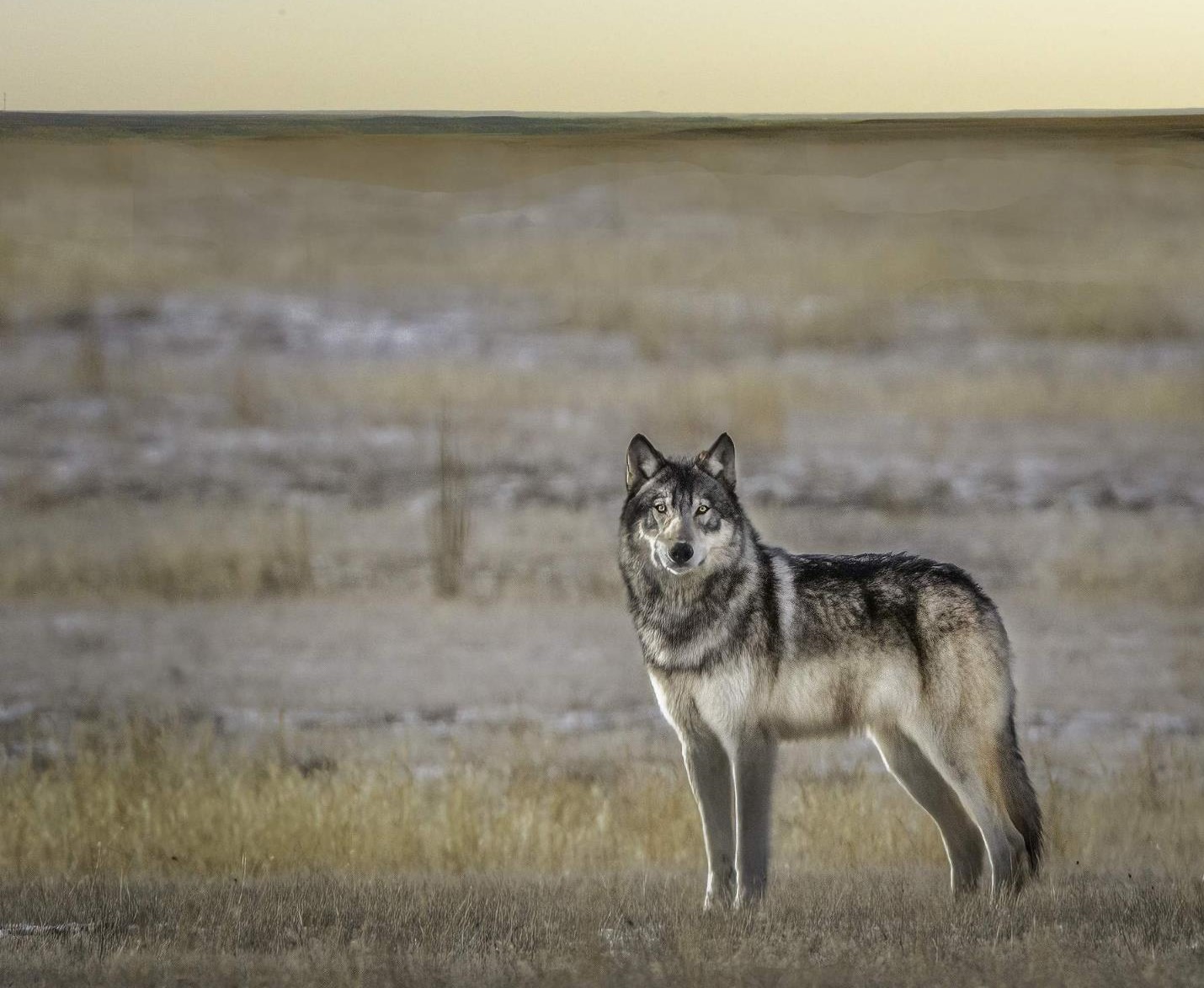 California Wolf Foundation – Promoting gray wolf conservation in California